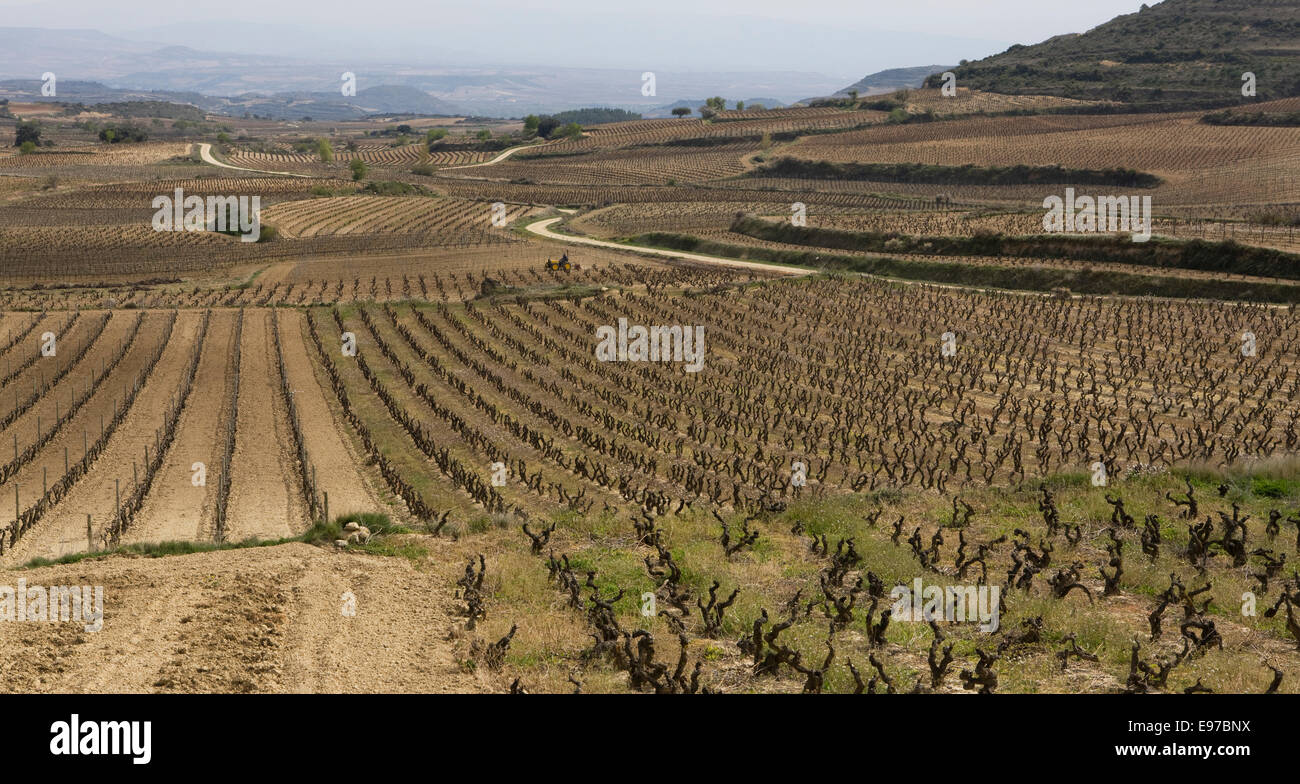 Wine field hi-res stock photography and images - Alamy