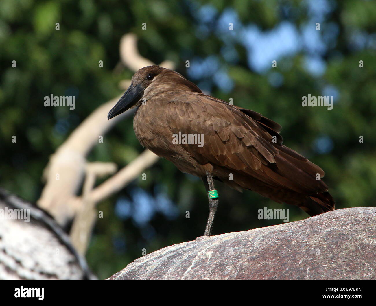 Hammerhead Stork High Resolution Stock Photography and Images - Alamy