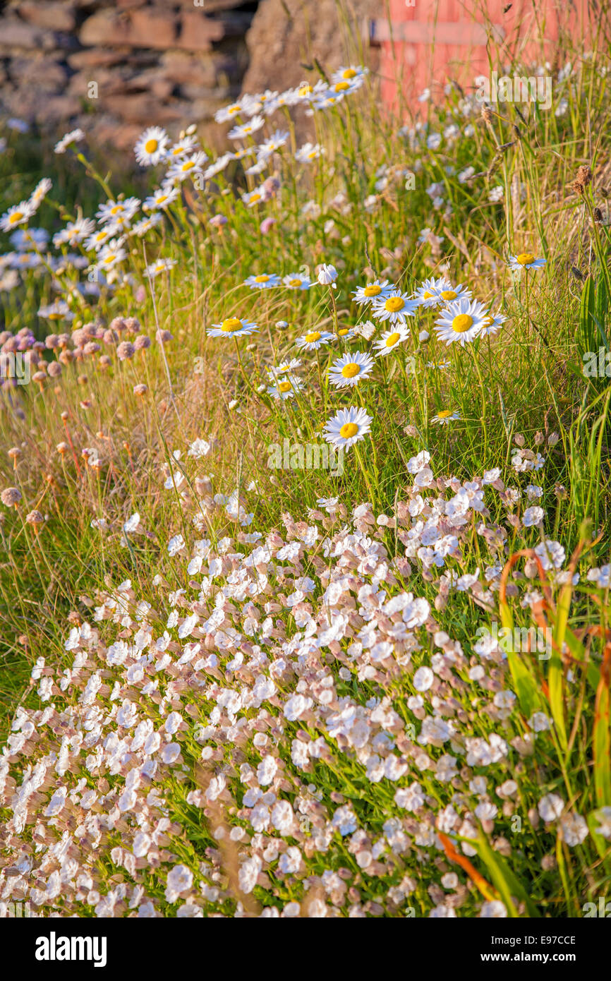 Welsh wild flowers hi-res stock photography and images - Alamy
