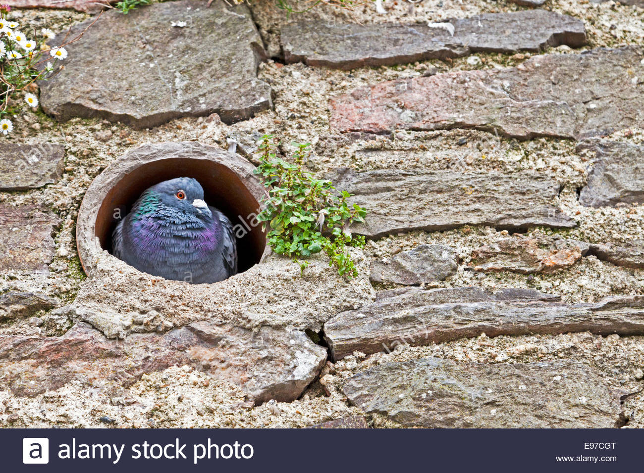 Pigeon Hole Stock Photos & Pigeon Hole Stock Images - Alamy