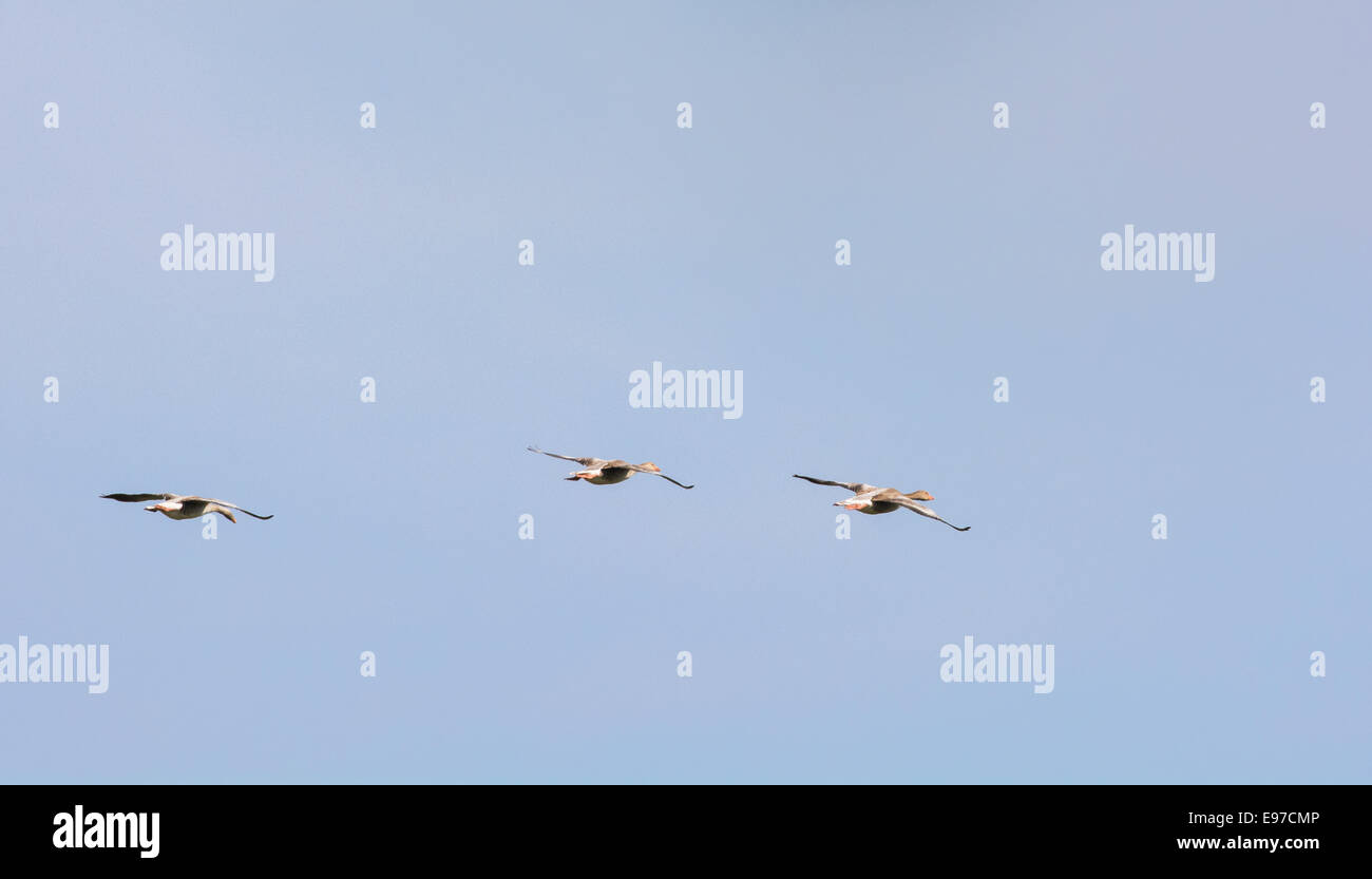 Flying gooses in the air Stock Photo - Alamy