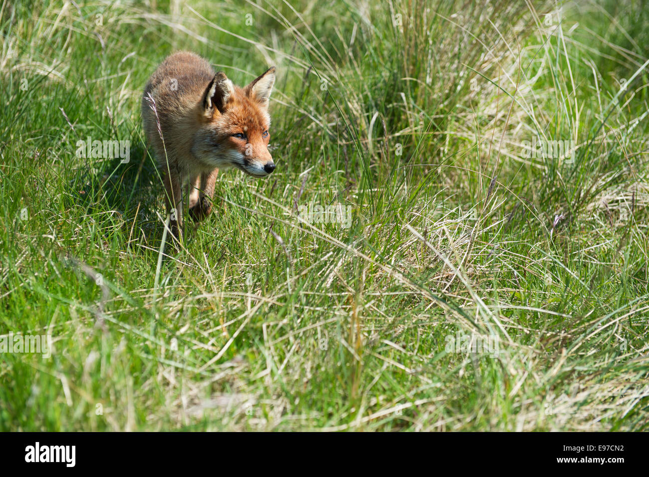 Red fox in nature landscape Stock Photo - Alamy