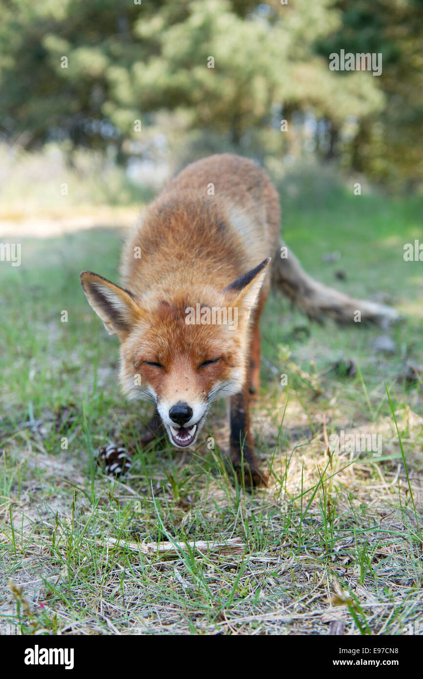 Red fox in nature landscape Stock Photo - Alamy