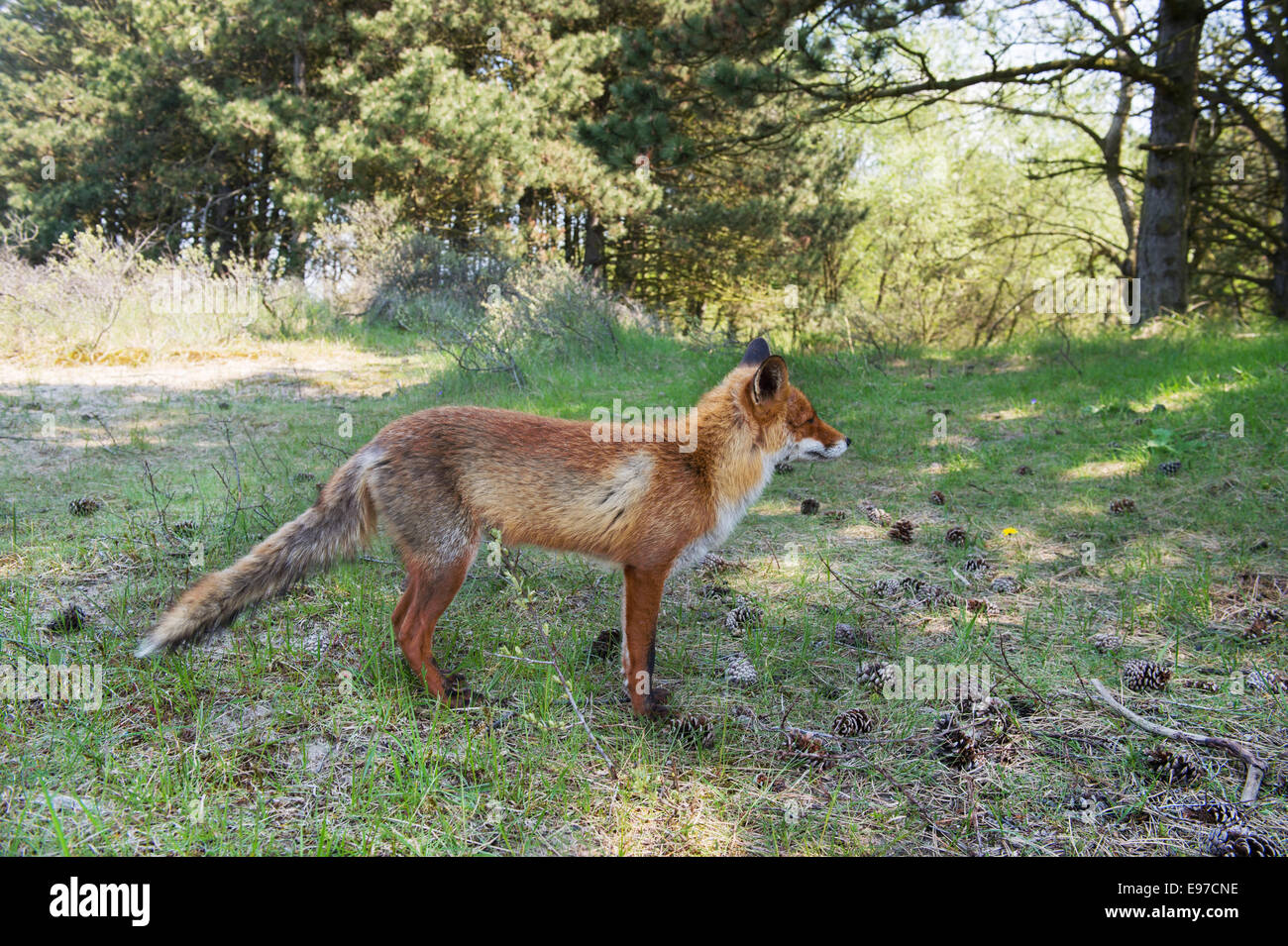 Red fox in nature landscape Stock Photo - Alamy