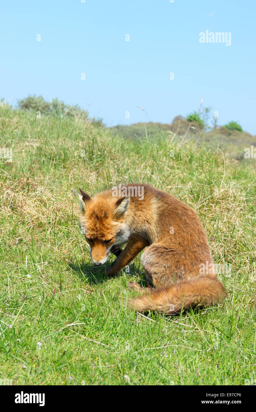 Red fox in nature landscape Stock Photo - Alamy