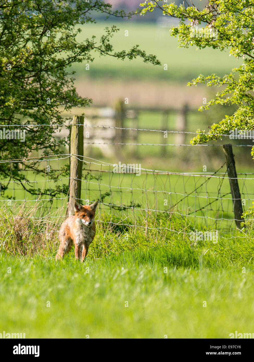 Red fox in the countryside hi-res stock photography and images - Alamy