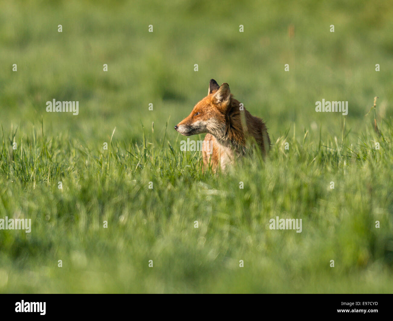 Red fox vulpes vulpes catching hi-res stock photography and images - Alamy
