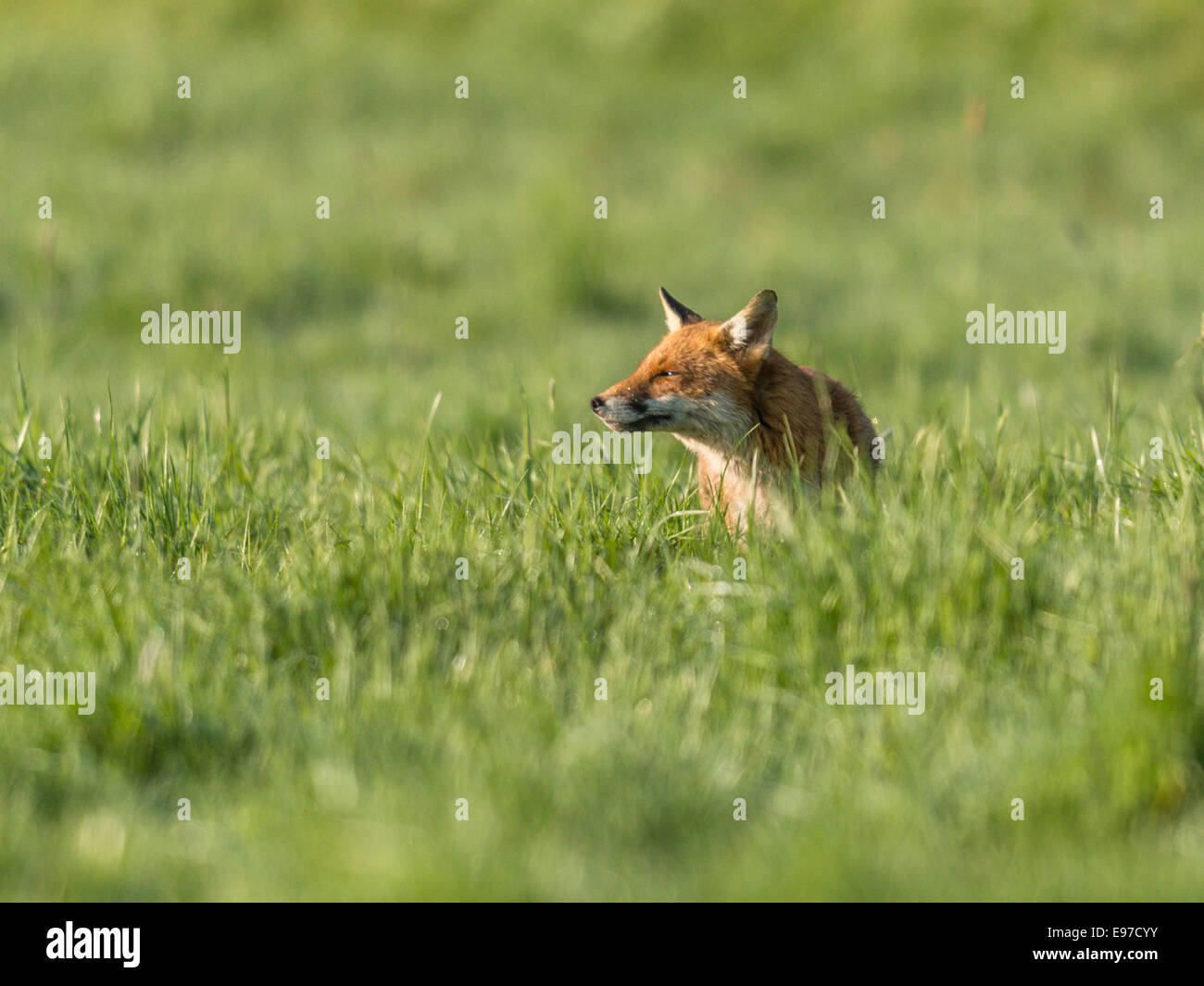 Red fox in the countryside hi-res stock photography and images - Alamy