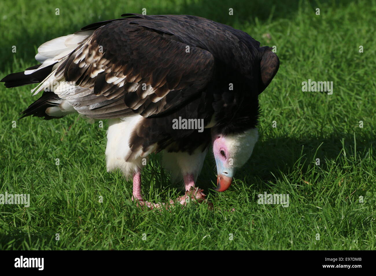 African White-headed vulture (Trigonoceps occipitalis) close-up of the ...