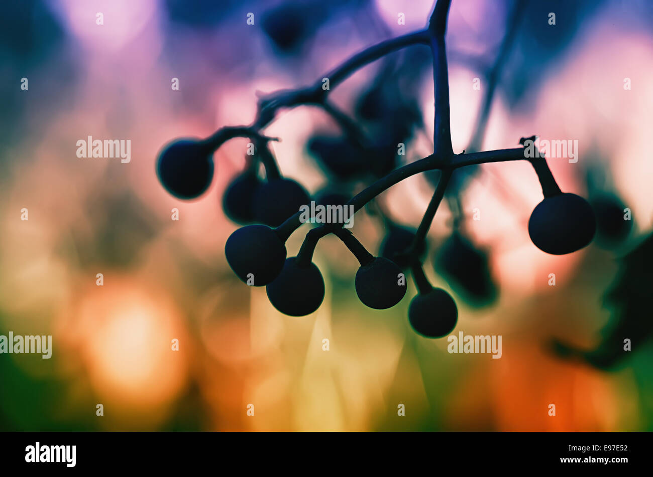 Wild grape berry Stock Photo - Alamy