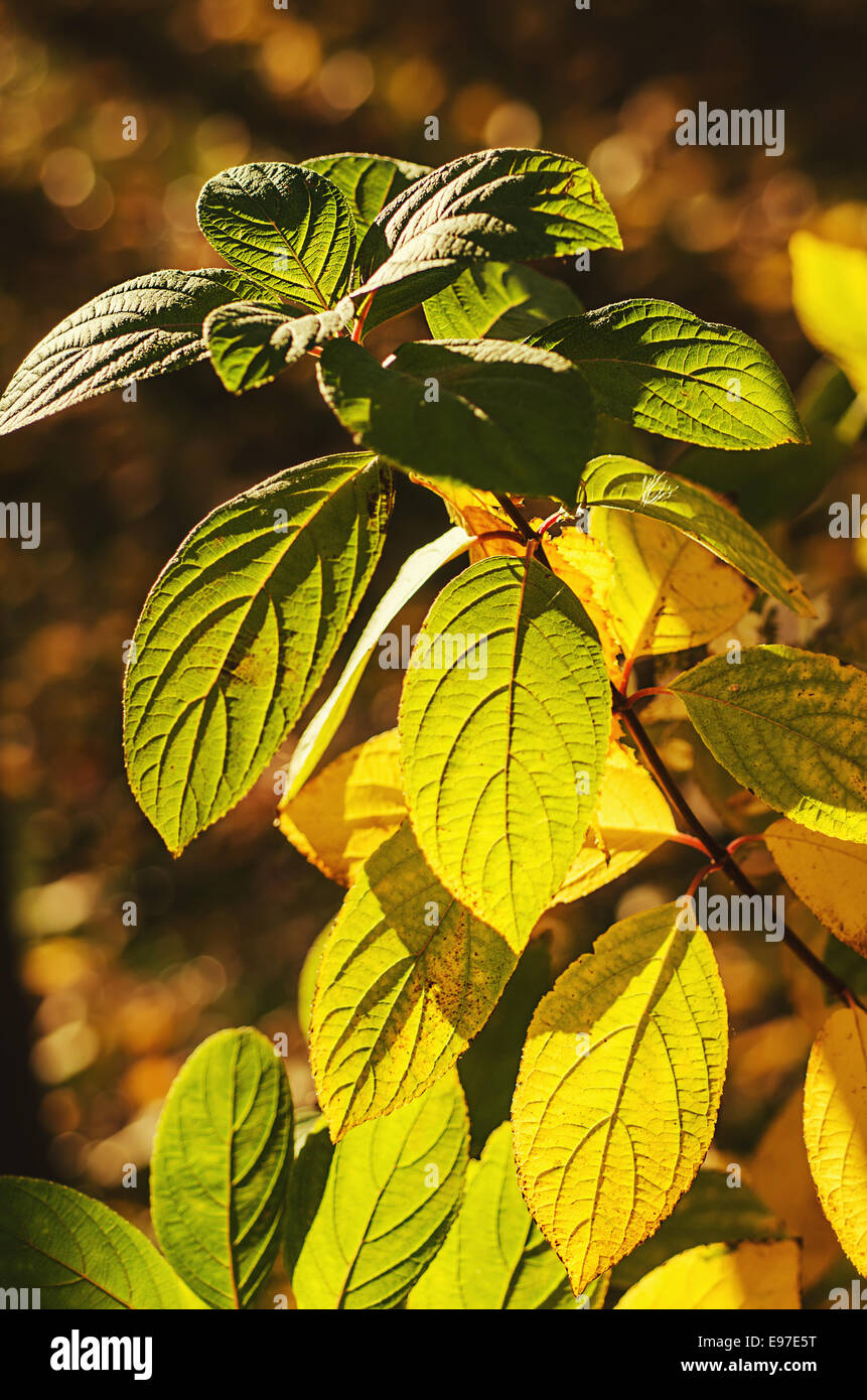 Fall color hydrangea leaves hi-res stock photography and images - Alamy