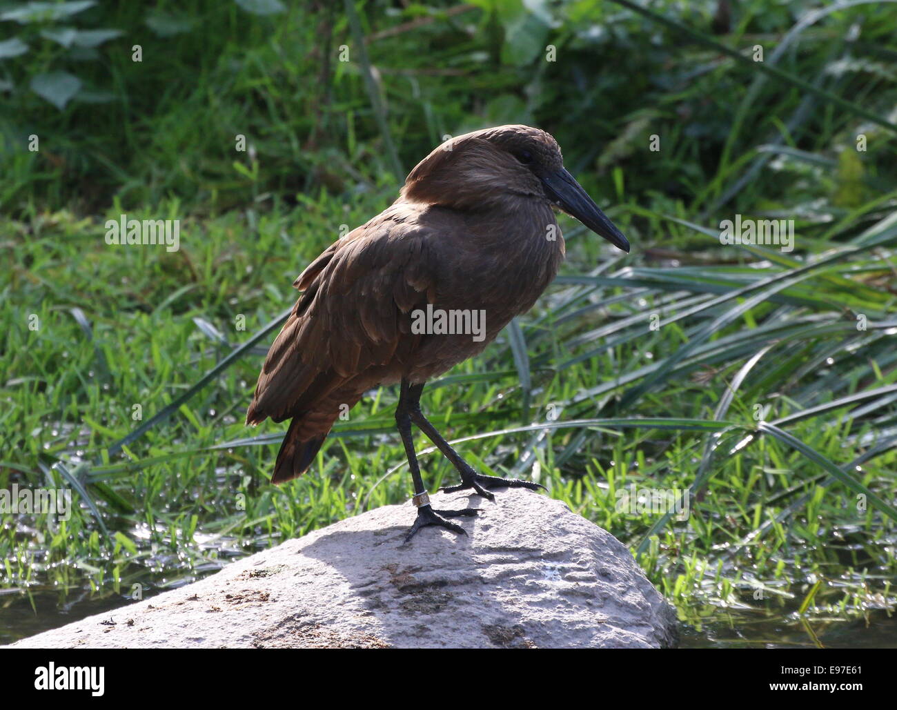 Hamerkop or Hammerhead stork (Scopus umbretta) in profile, posing on a ...