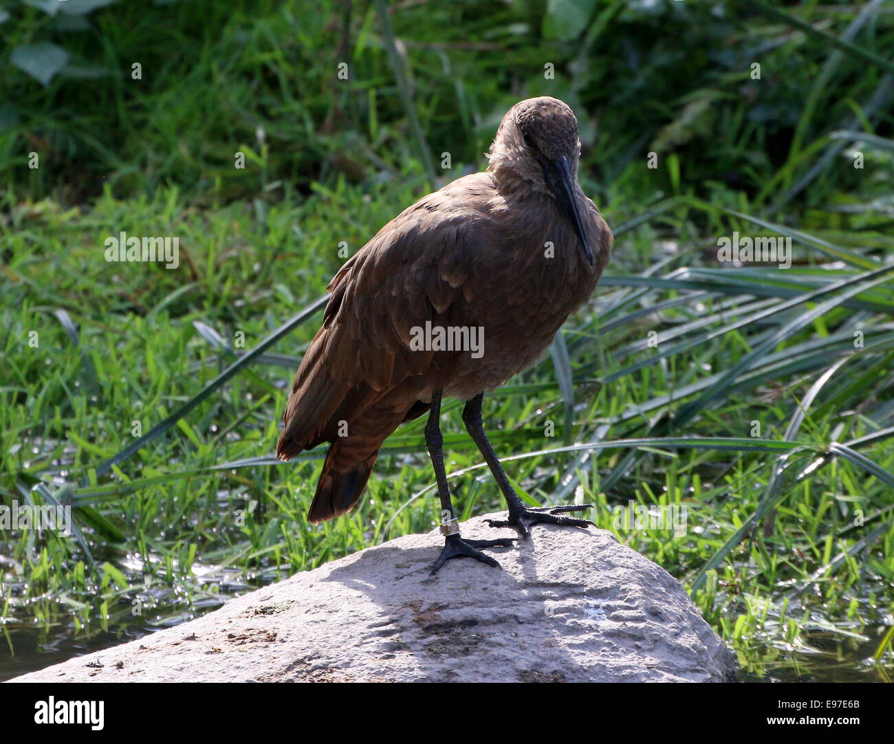 Hammerhead Stork High Resolution Stock Photography and Images - Alamy