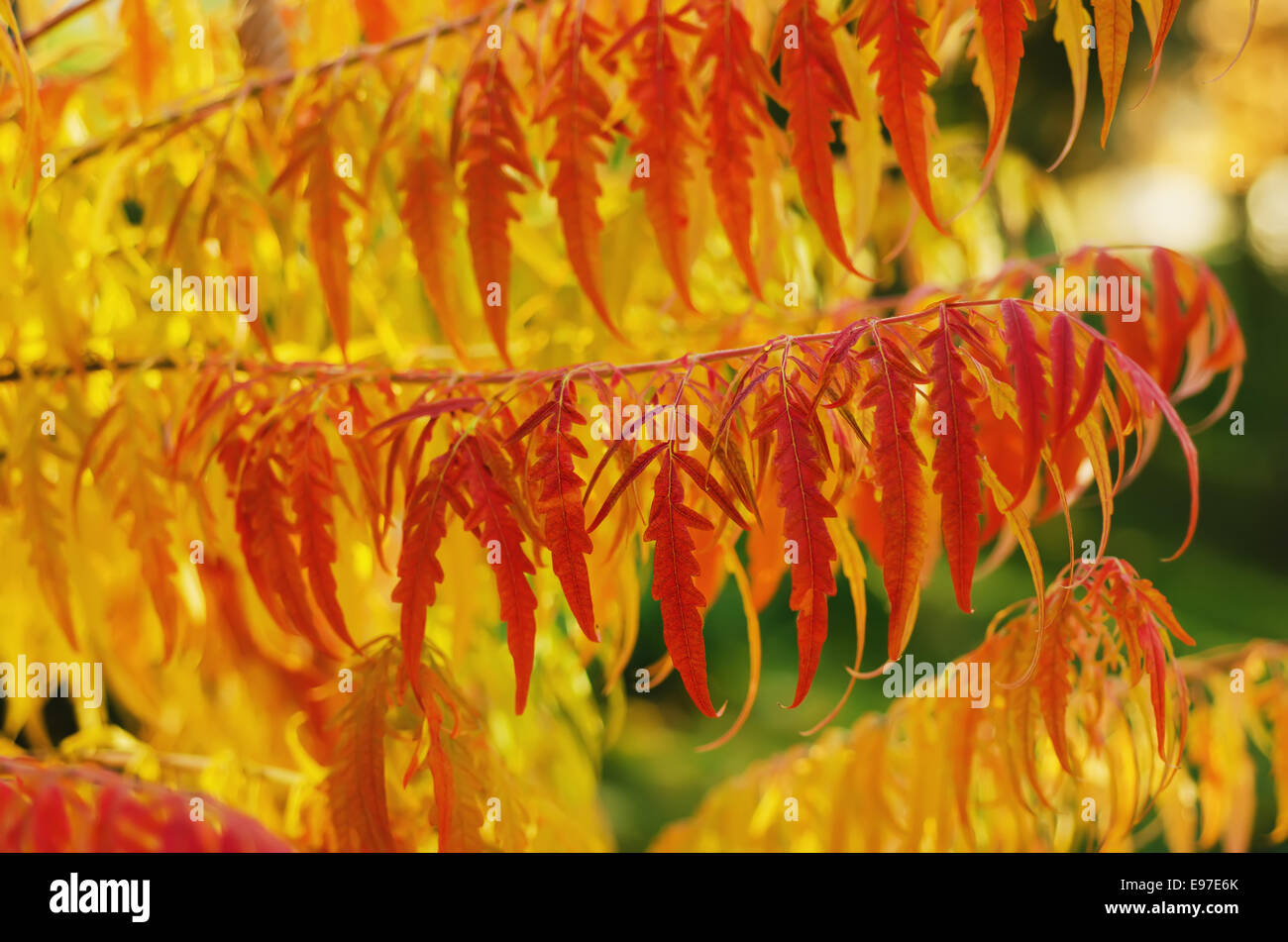 Autumn tree branch Stock Photo - Alamy