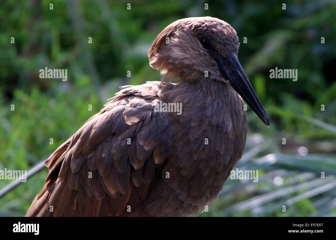 Hammerhead stork hi-res stock photography and images - Alamy