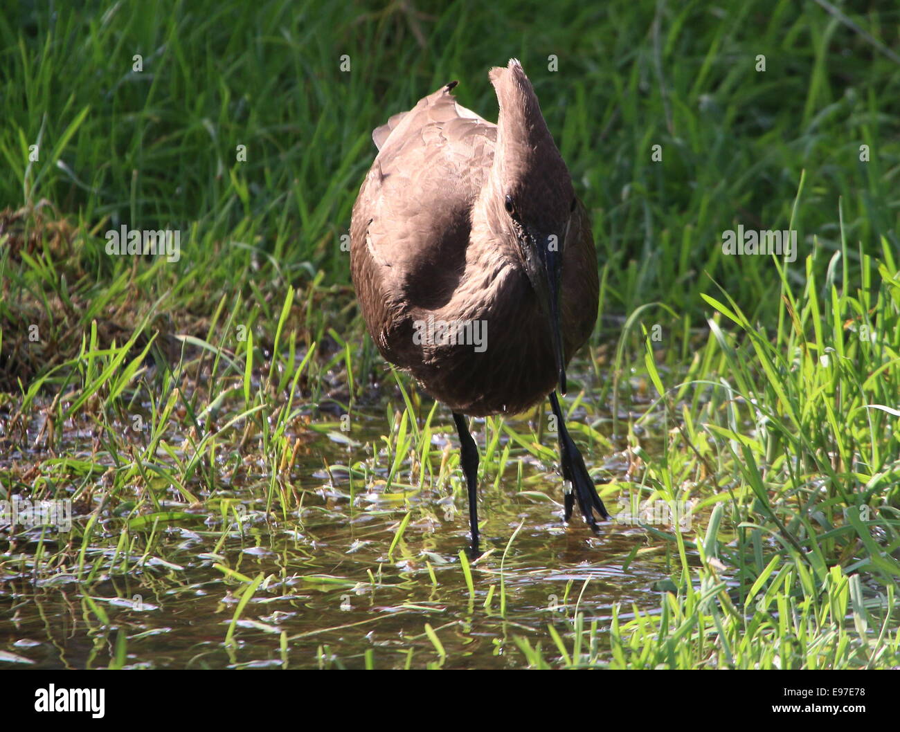Hamerkop or Hammerhead stork (Scopus umbretta) in wetlands, foraging ...