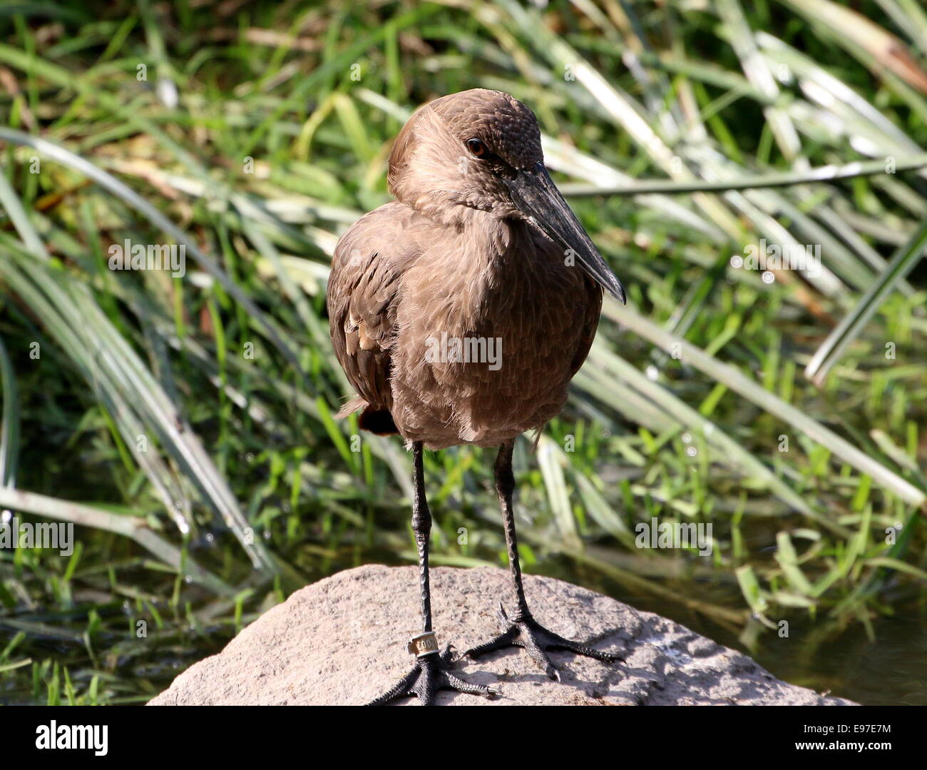 Hamerkop or Hammerhead stork (Scopus umbretta) posing on a rock at the ...