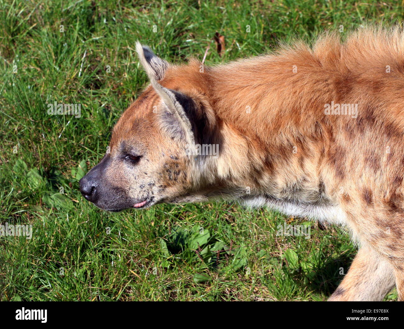 African Spotted or laughing hyena in close-up Stock Photo - Alamy