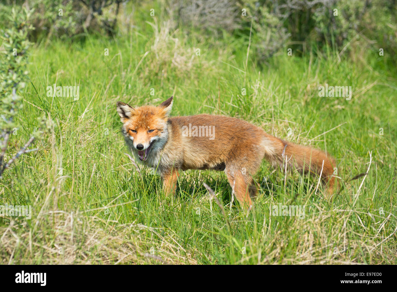 Red fox in nature landscape Stock Photo - Alamy