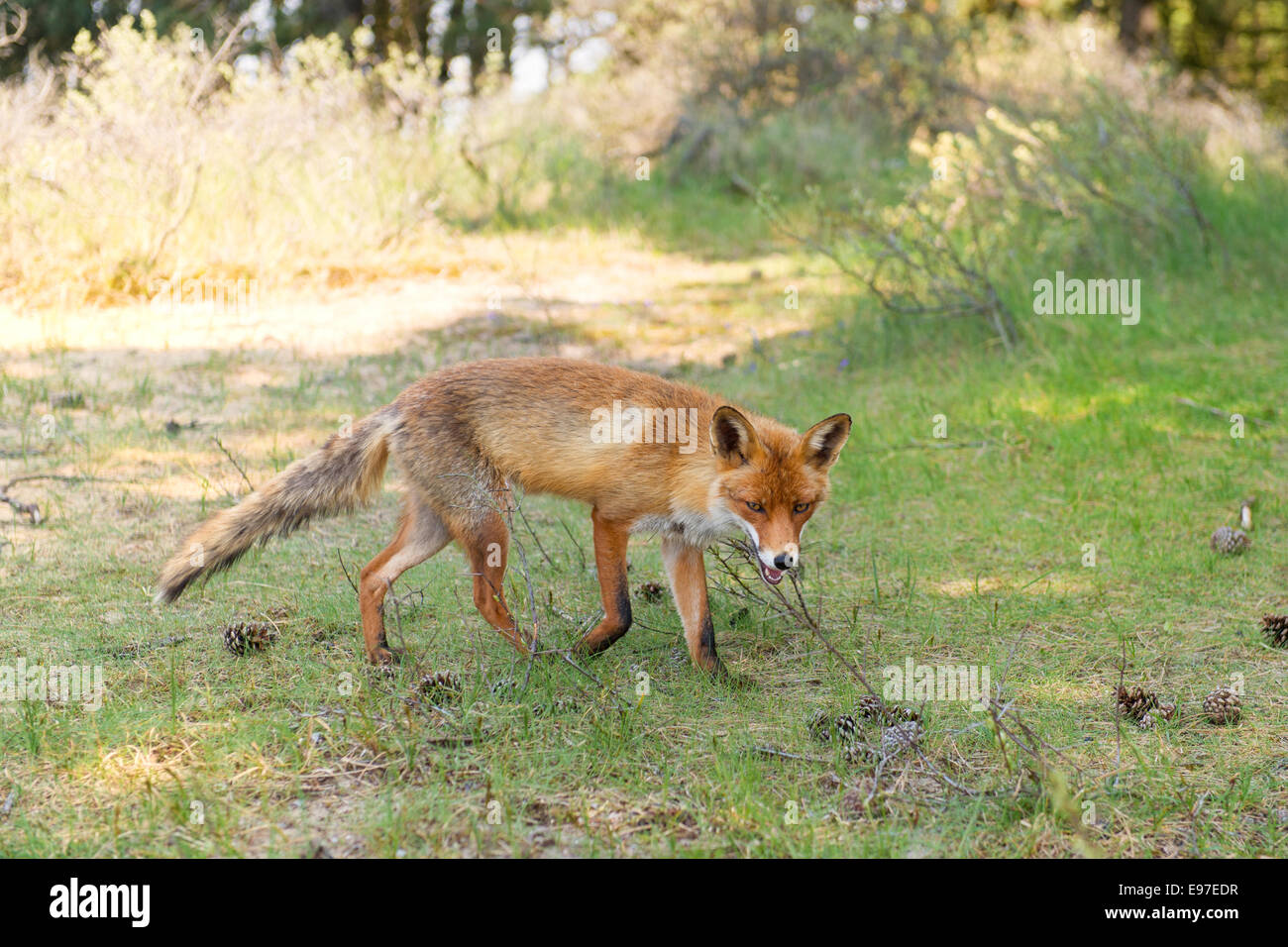 Red fox in nature hi-res stock photography and images - Alamy