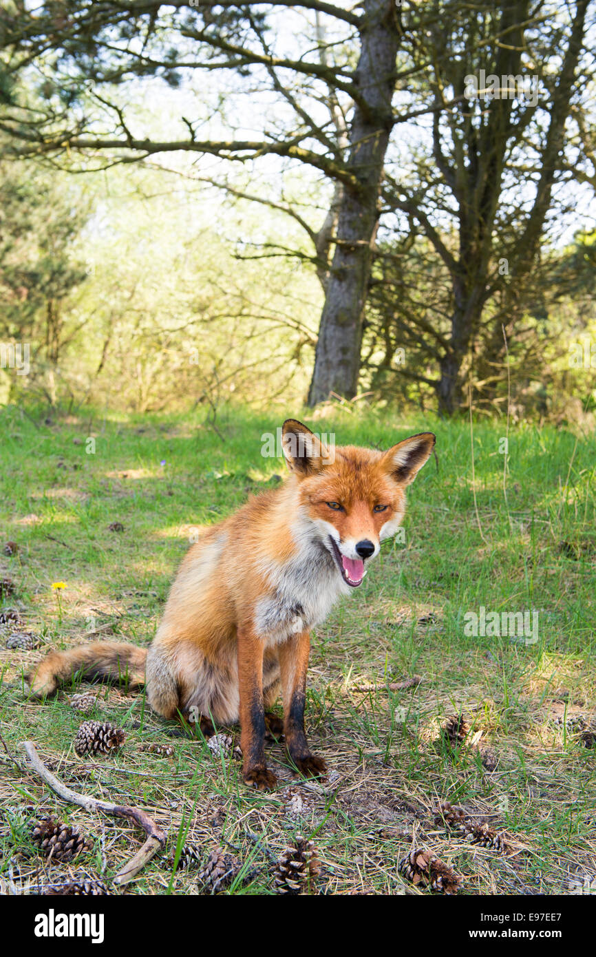 Red fox in nature landscape Stock Photo - Alamy
