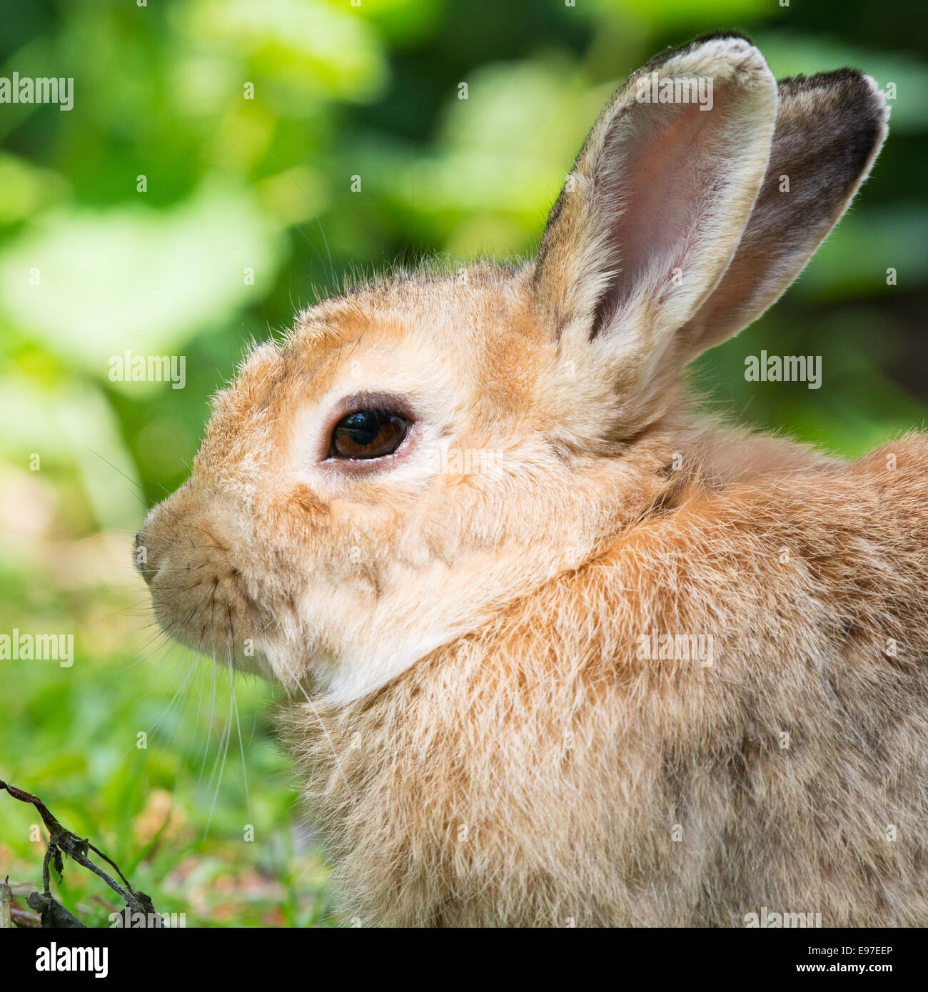 European rabbit in nature Stock Photo - Alamy