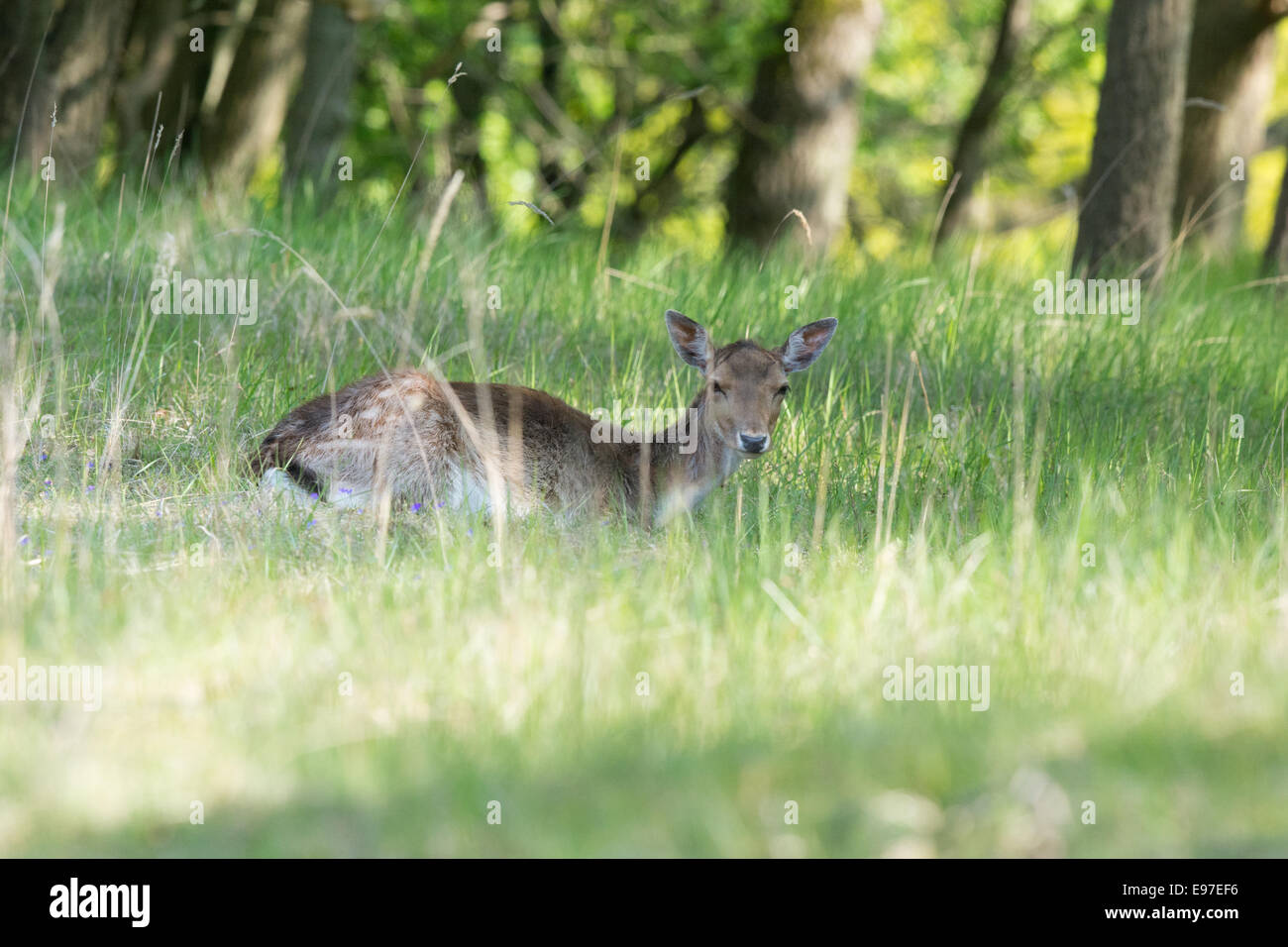 Roe deer in nature landscape laying in high grass Stock Photo - Alamy