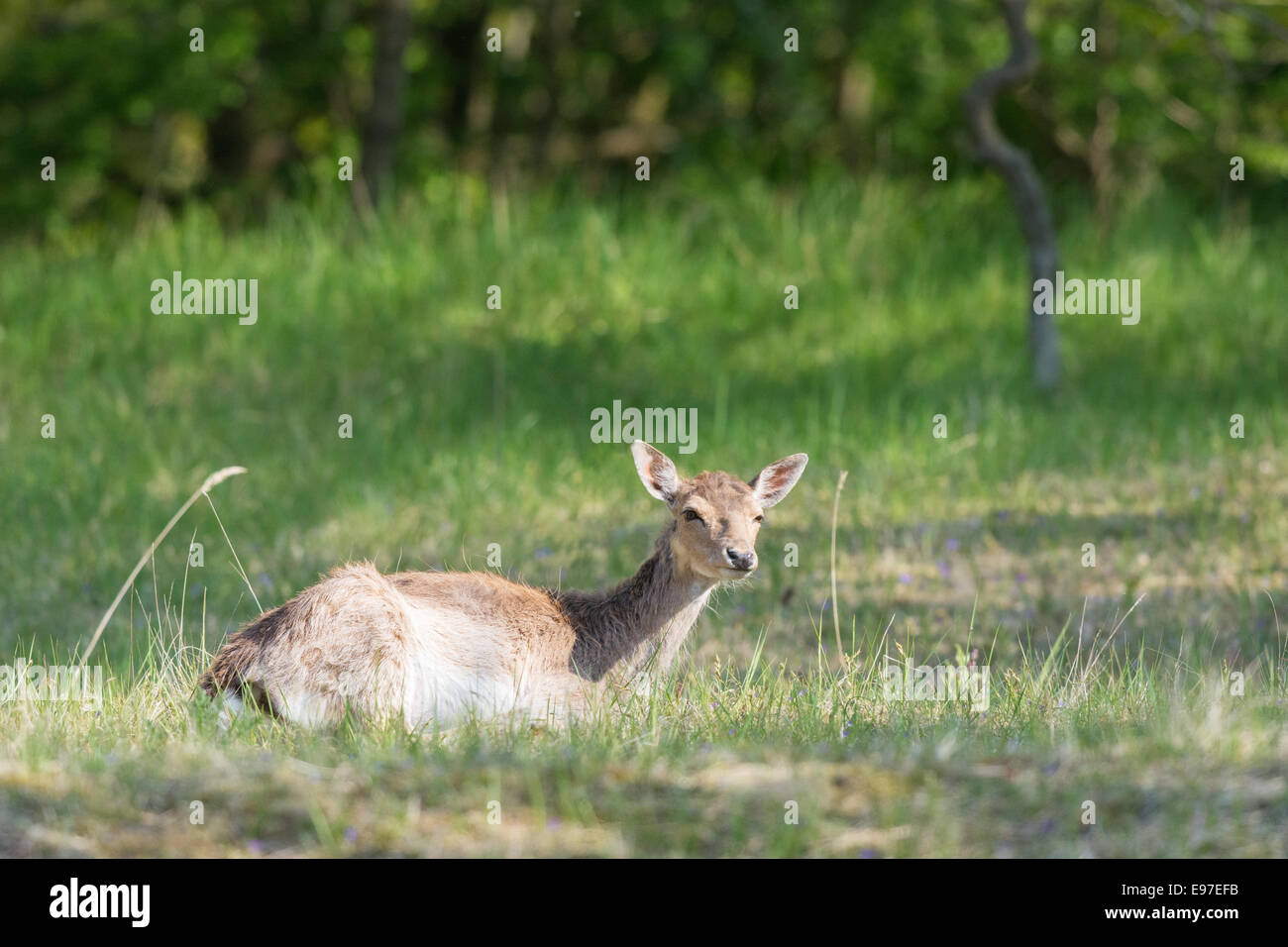 Roe deer in nature landscape laying in high grass Stock Photo - Alamy