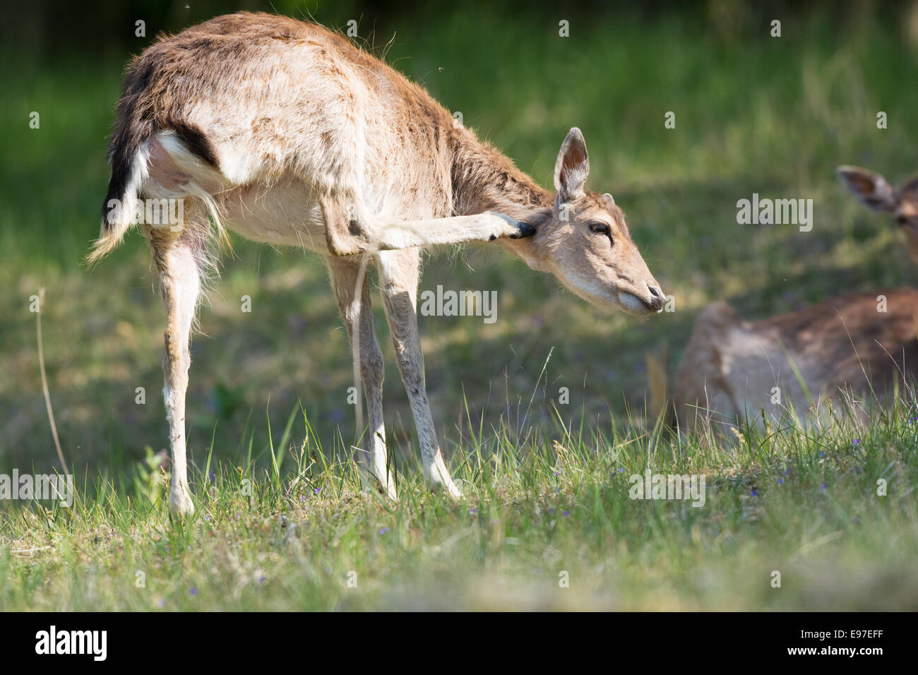 Roe deer in nature landscape standing and scratching Stock Photo - Alamy