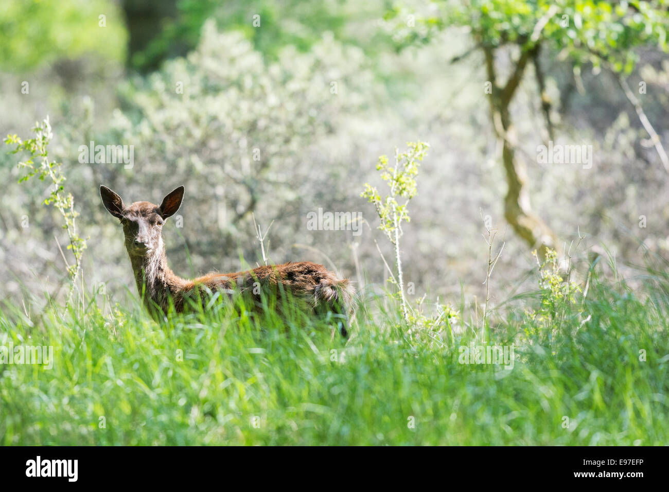 Roe deer in nature landscape standing in high grass Stock Photo - Alamy