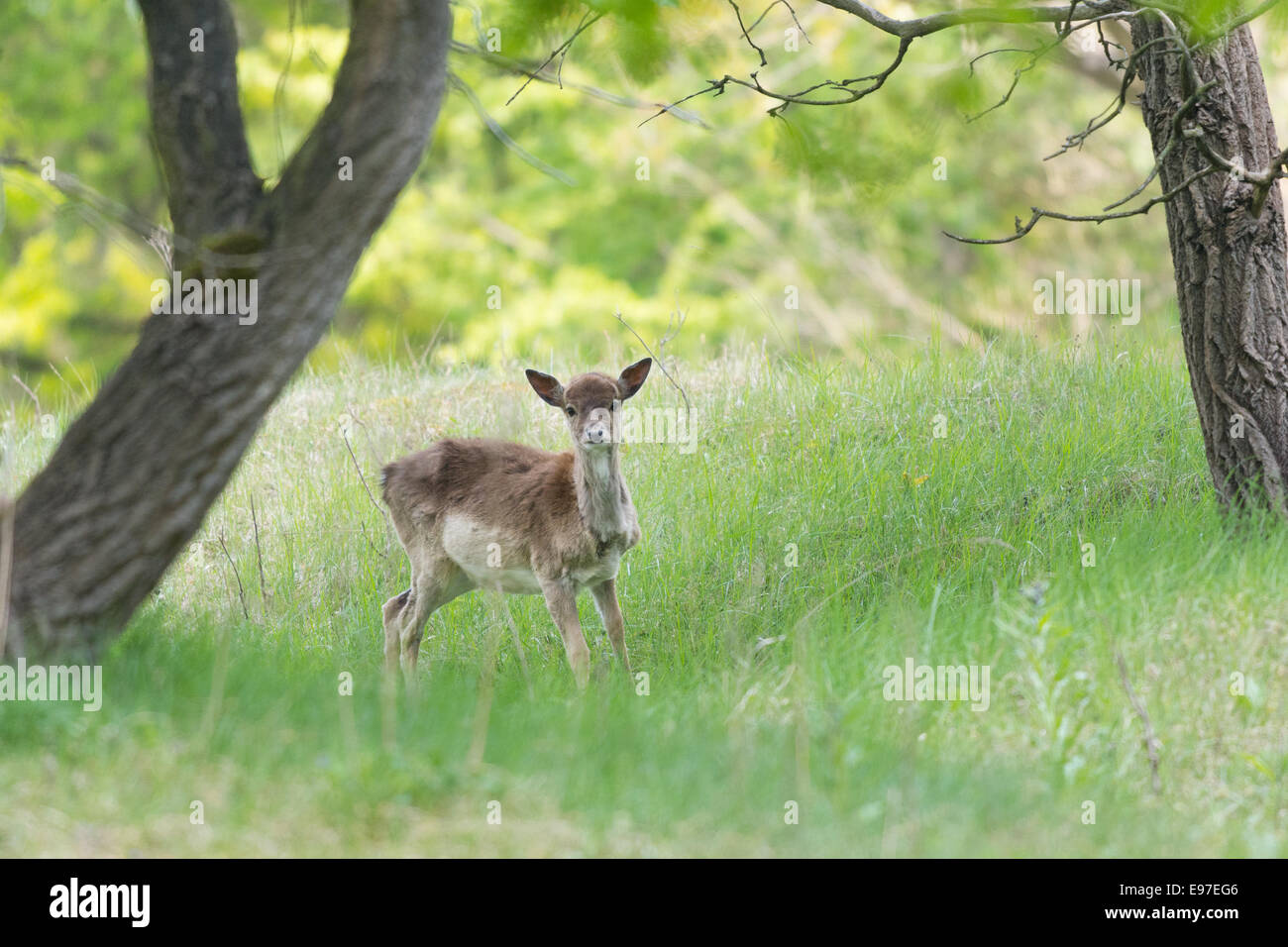 Roe deer in nature landscape between trees Stock Photo - Alamy
