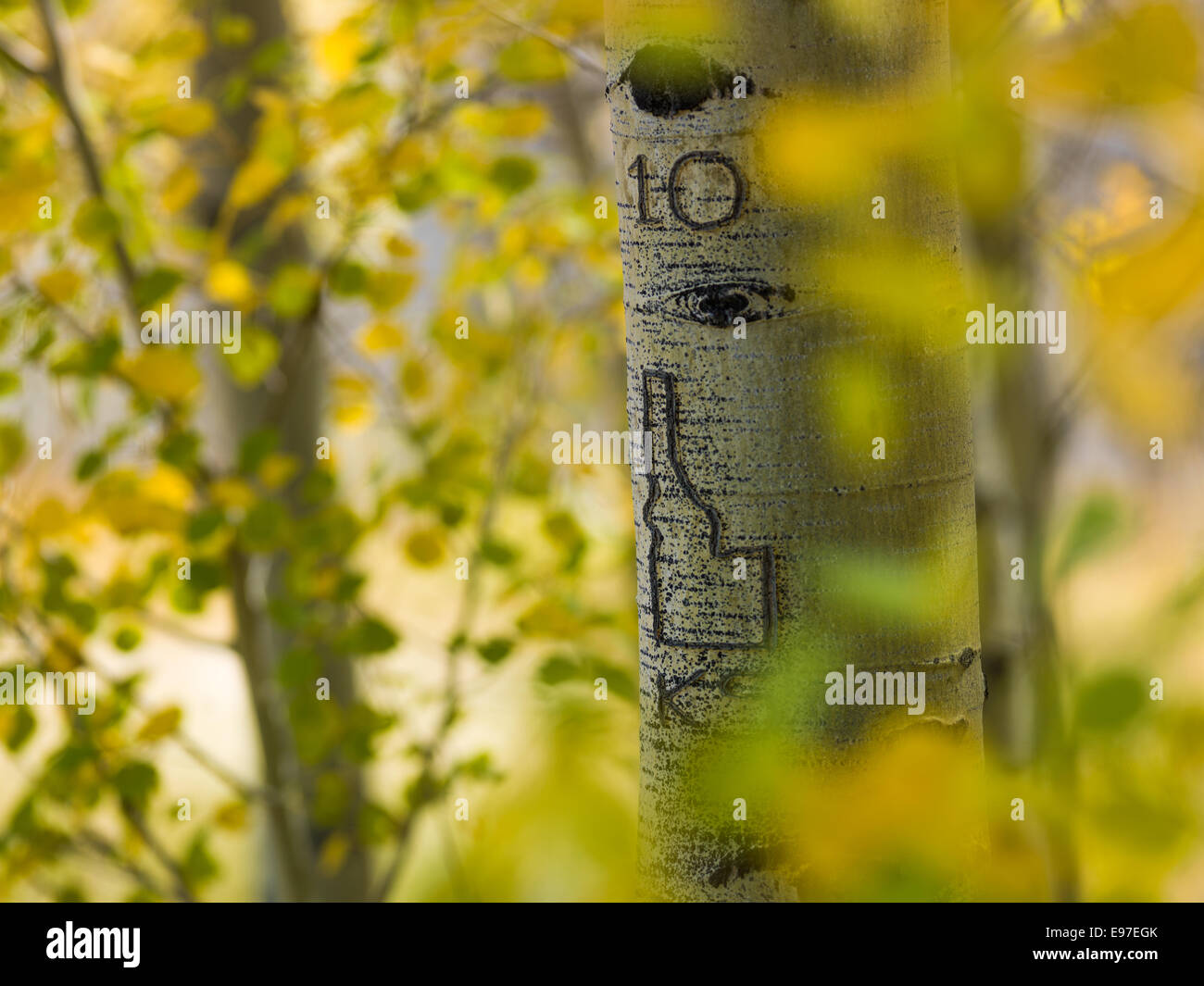 Carved aspen hi-res stock photography and images - Alamy