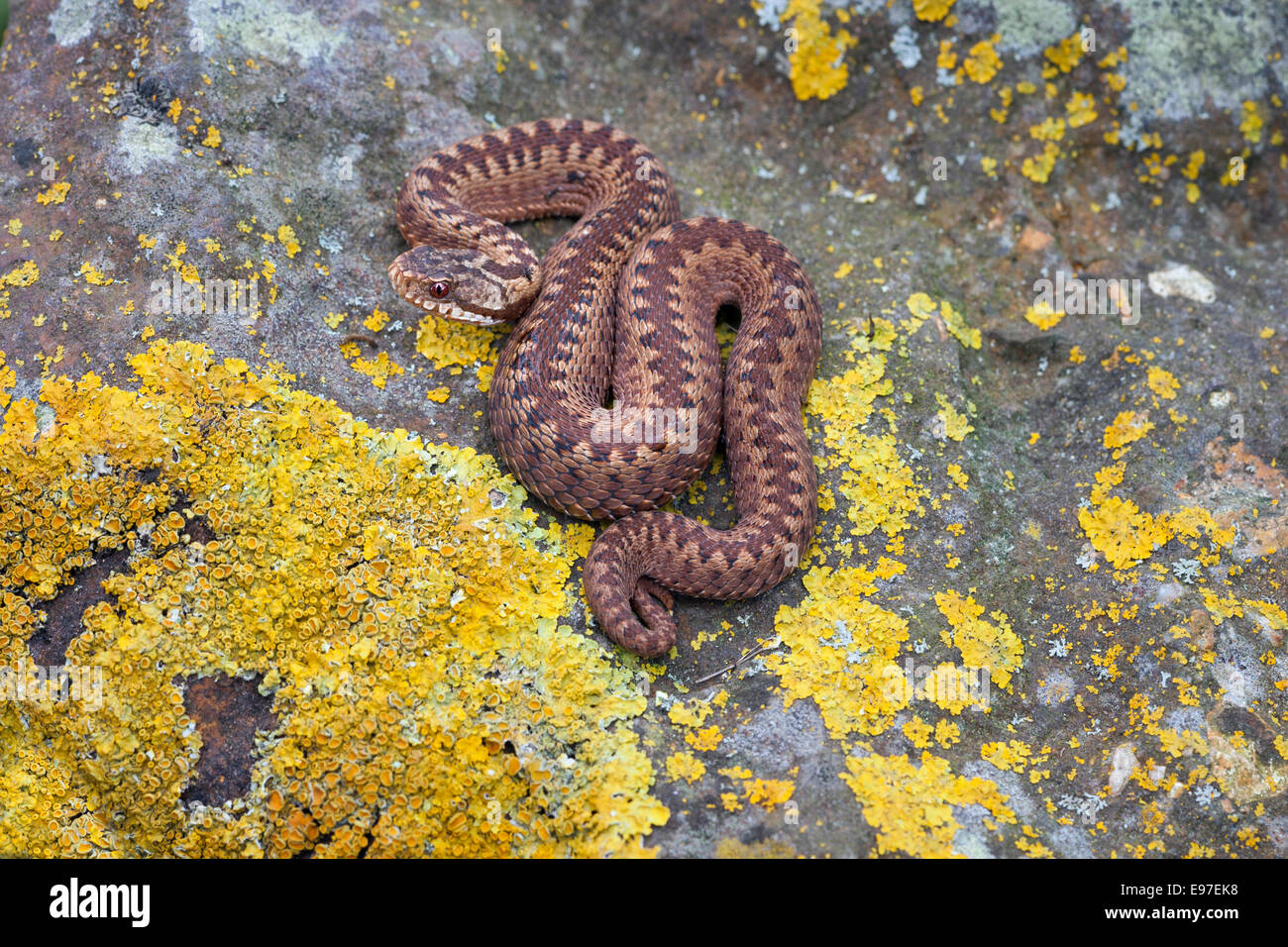 Rock adder hi-res stock photography and images - Alamy