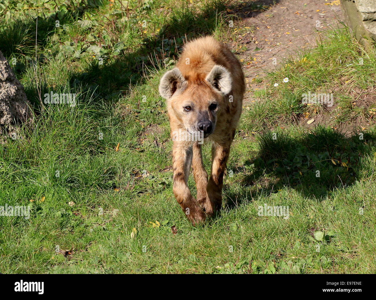 Walking African Spotted or laughing hyena (Crocuta crocuta) in close-up ...