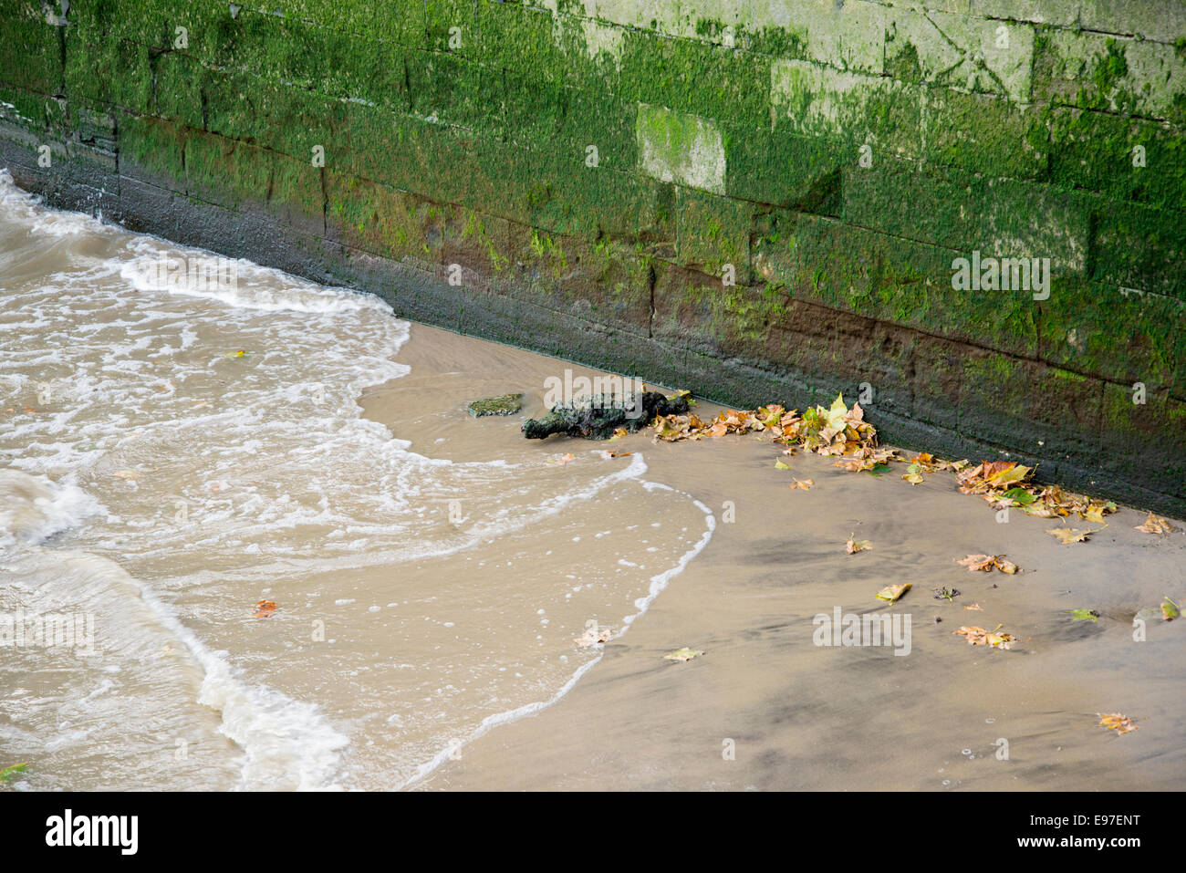 Detail photograph of leaves and driftwood against the green algae ...