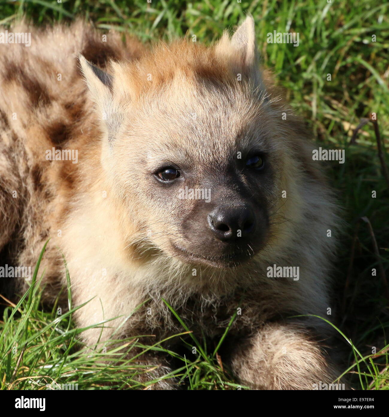 African Spotted or laughing hyena in close-up Stock Photo - Alamy