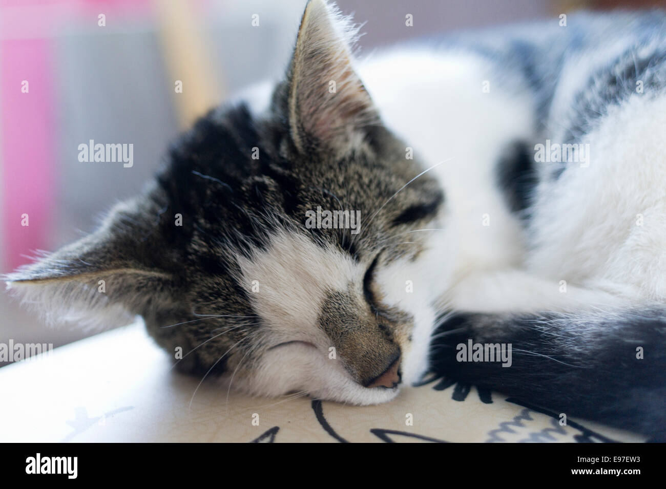 Snoozing cat hi-res stock photography and images - Alamy