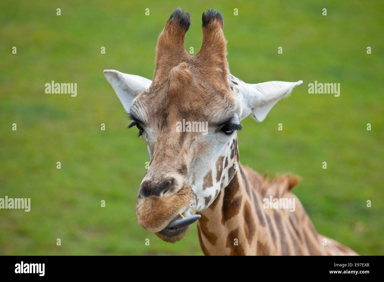 Single giraffe hi-res stock photography and images - Alamy