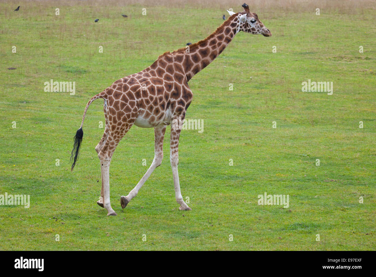 A single Giraffe walking in a field Stock Photo - Alamy
