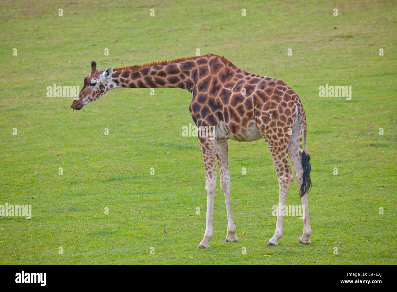 A single Giraffe standing in a field Stock Photo - Alamy