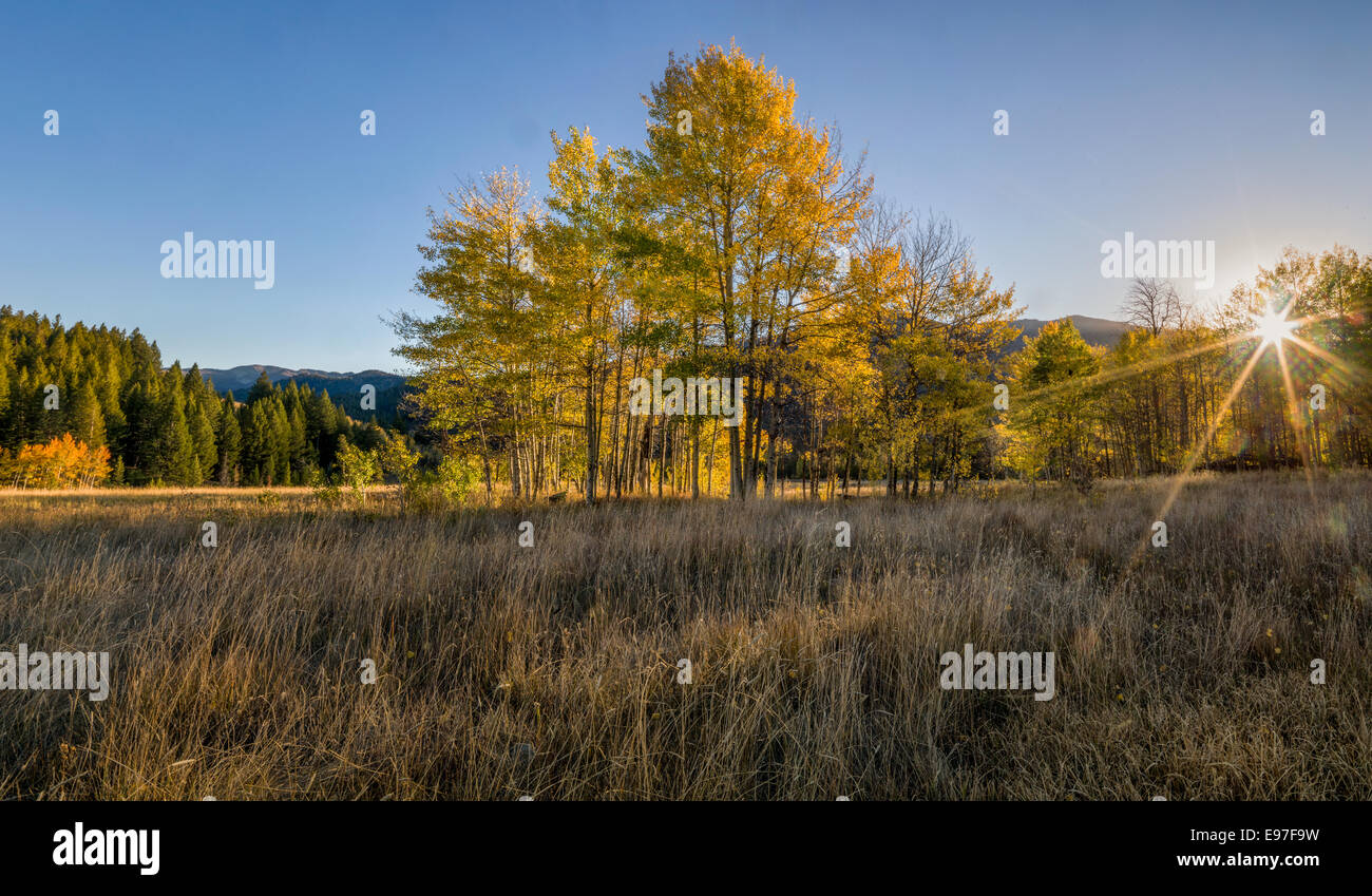 Aspen in Fall Foliage decorate the hill sides of the Boulder Mountain ...