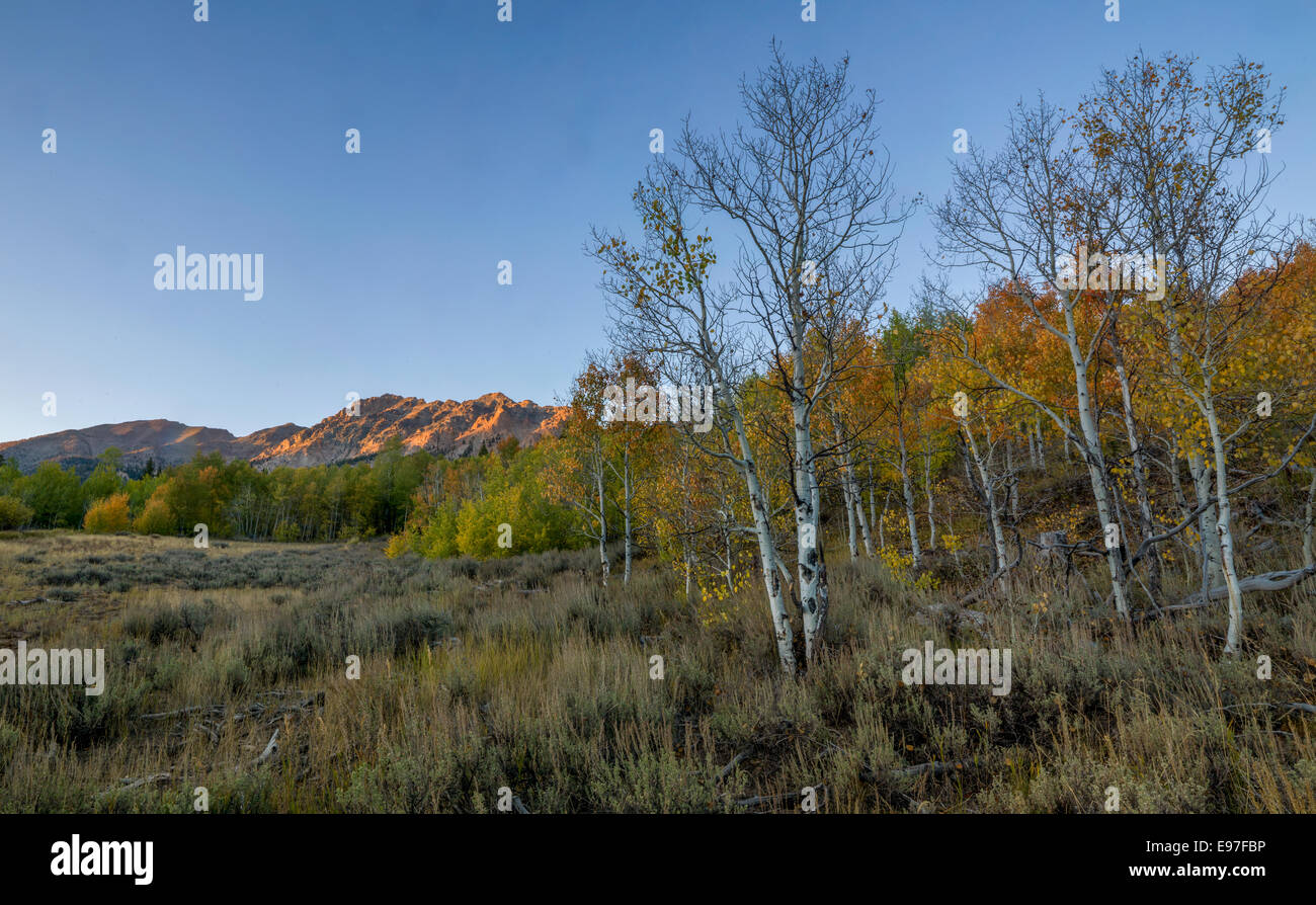 Aspen in Fall Foliage decorate the hill sides of the Boulder Mountain ...