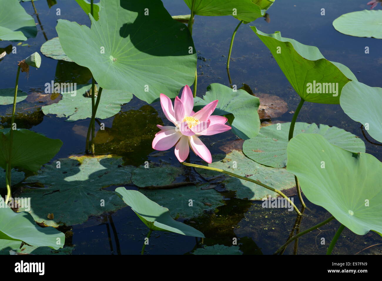 Big pink lotus flower centered against leaves in the pond Stock Photo ...
