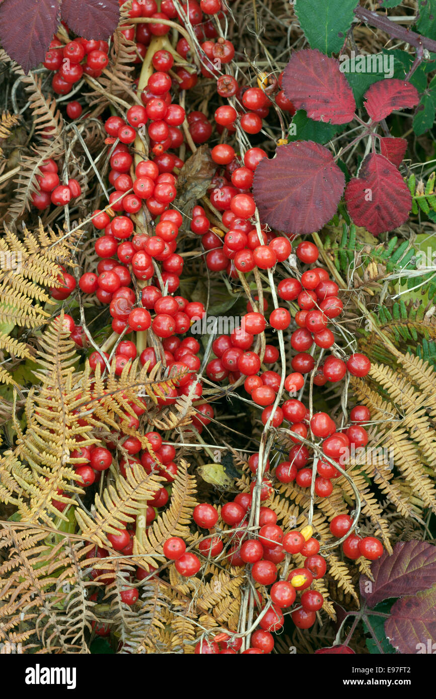 Black Bryony Tamus communis berries in Hedgerow Mid October Stock Photo ...
