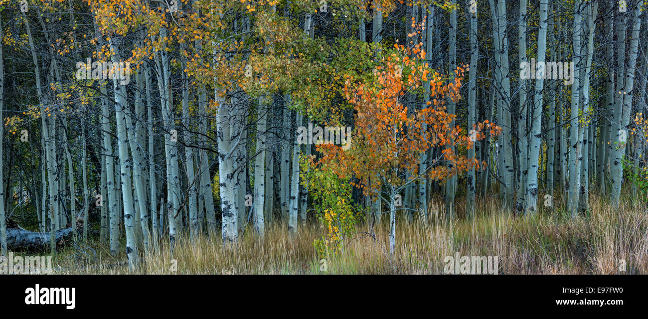 Aspen in Fall Foliage decorate the hill sides of the Boulder Mountain ...