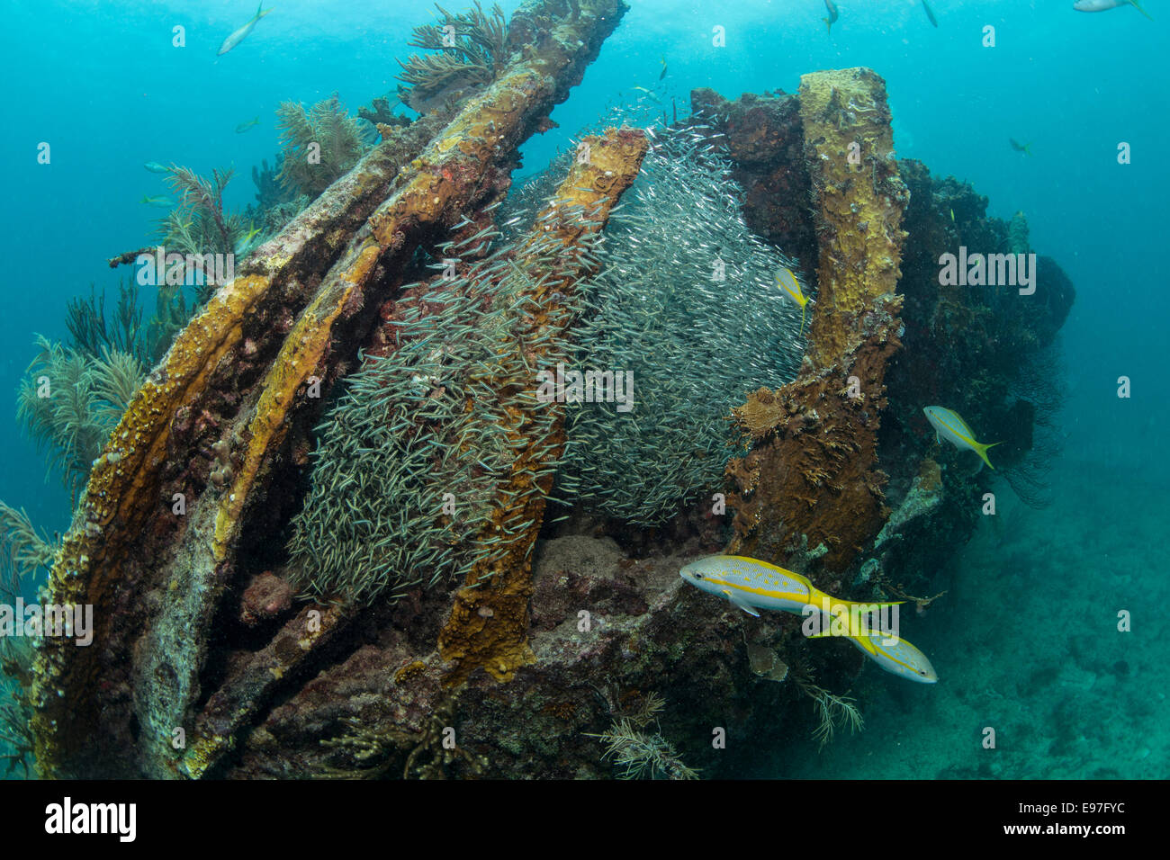 A shoal of Silversides fills the interior of the Benwood wreck, Key ...