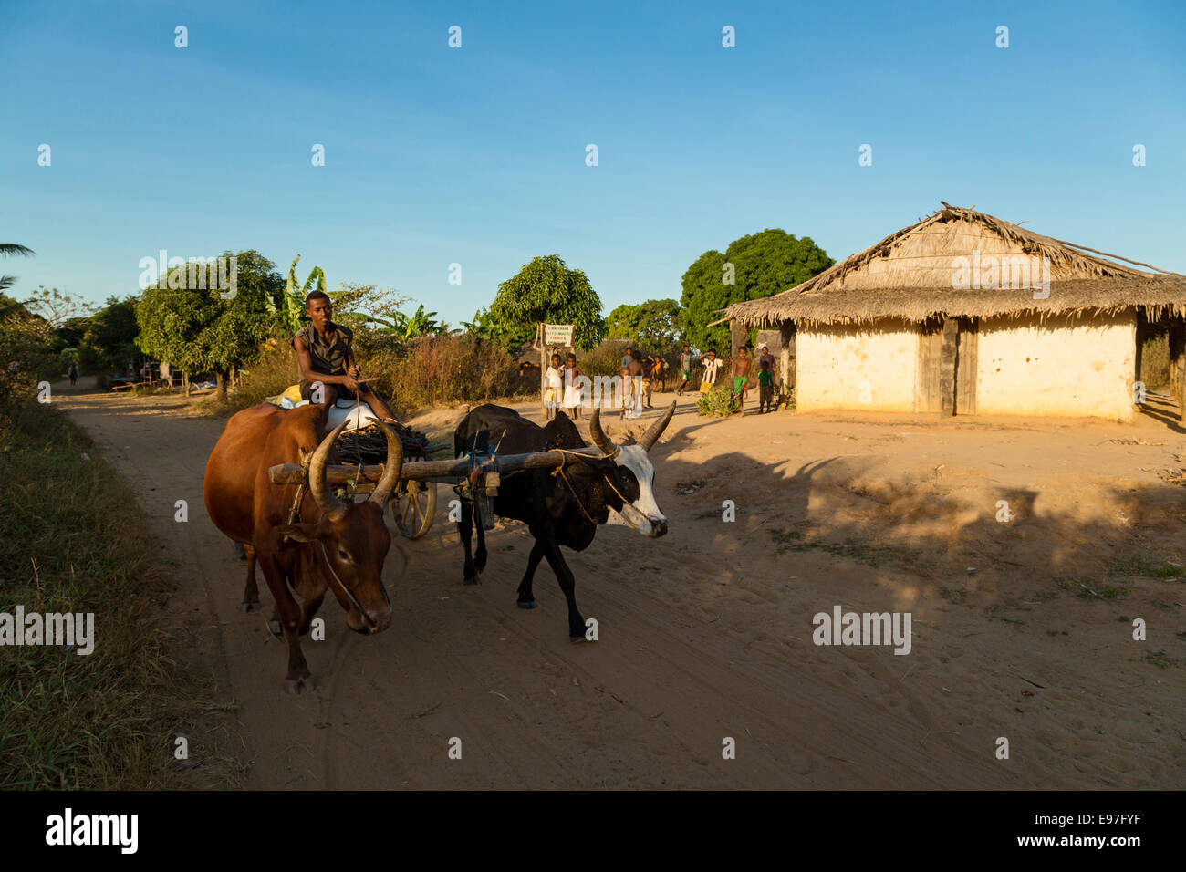 Zebus,Transportation to Mahajanga,Madagascar Stock Photo - Alamy