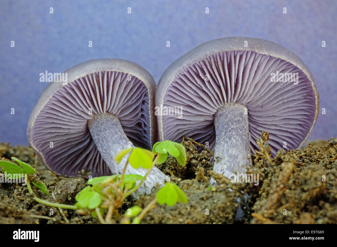 Edible mould hi-res stock photography and images - Alamy