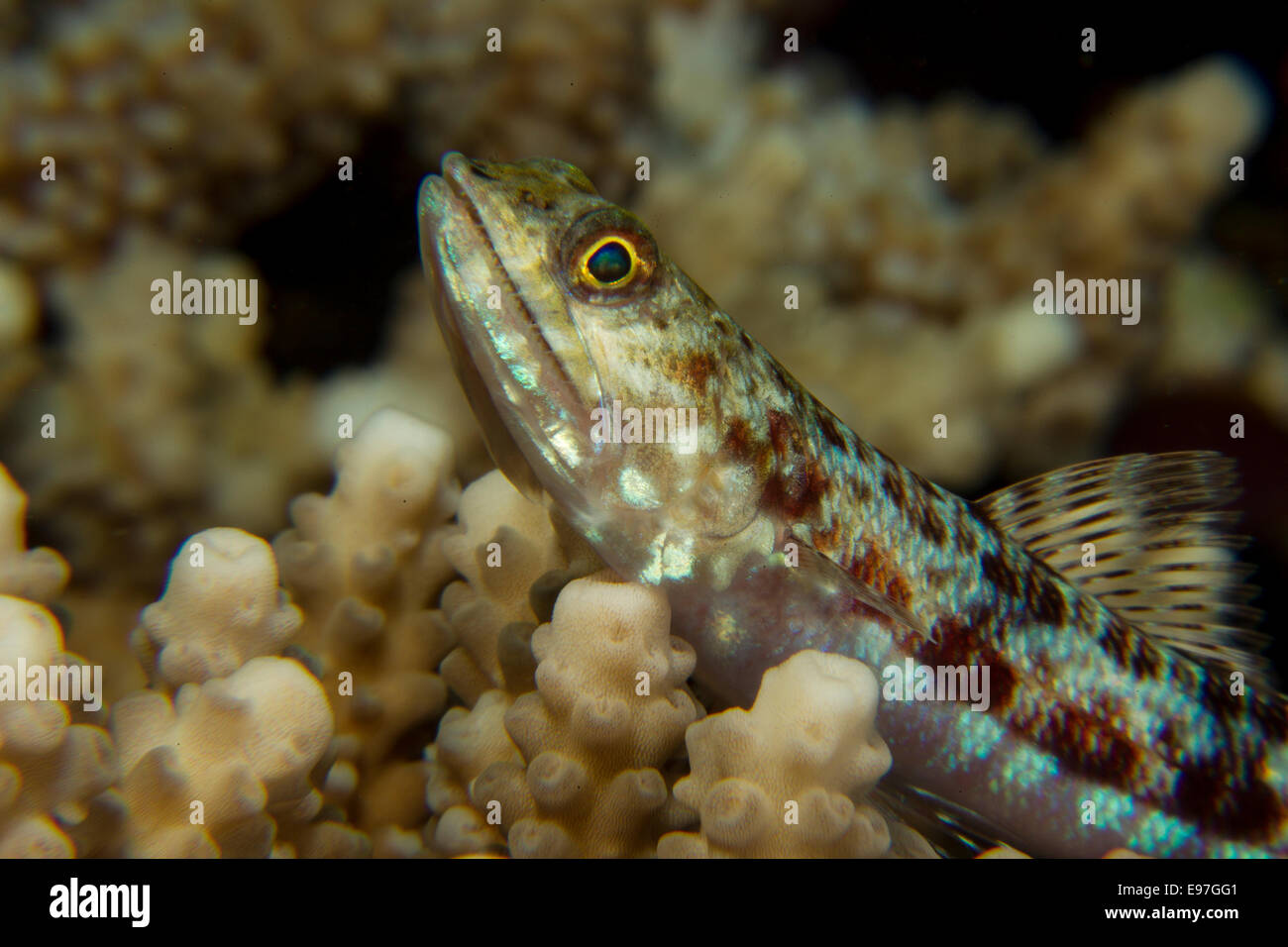 A Reef lizardfish rests on a promontory of coral Stock Photo - Alamy