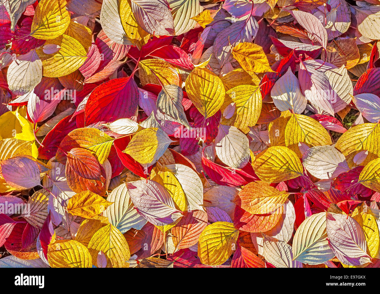 Autumn leaves background pattern hi-res stock photography and images ...